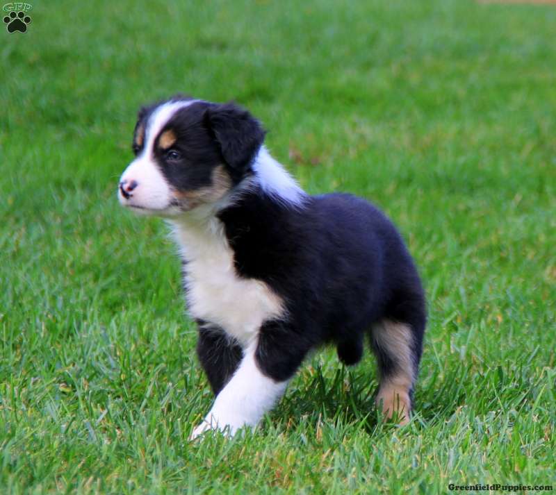 Border Collie Mix Puppies For Sale | Greenfield Puppies
