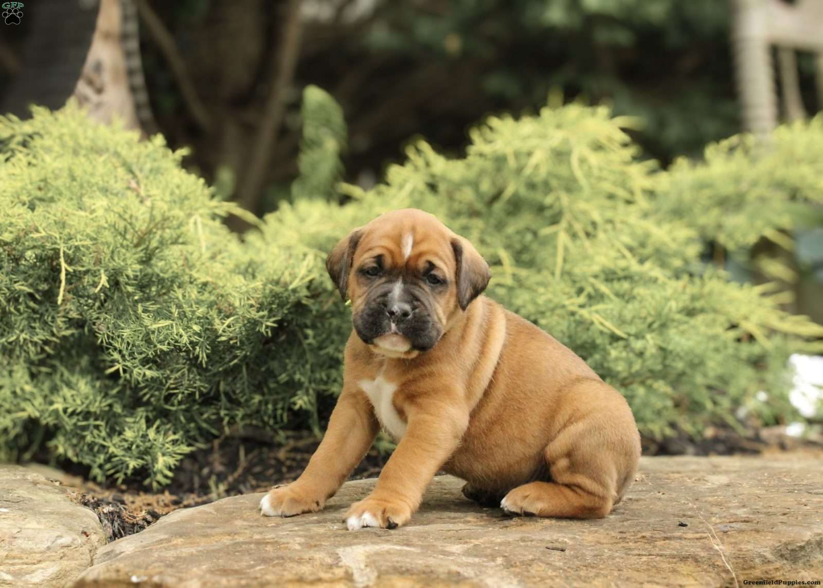 Boxador Puppies For Adoption