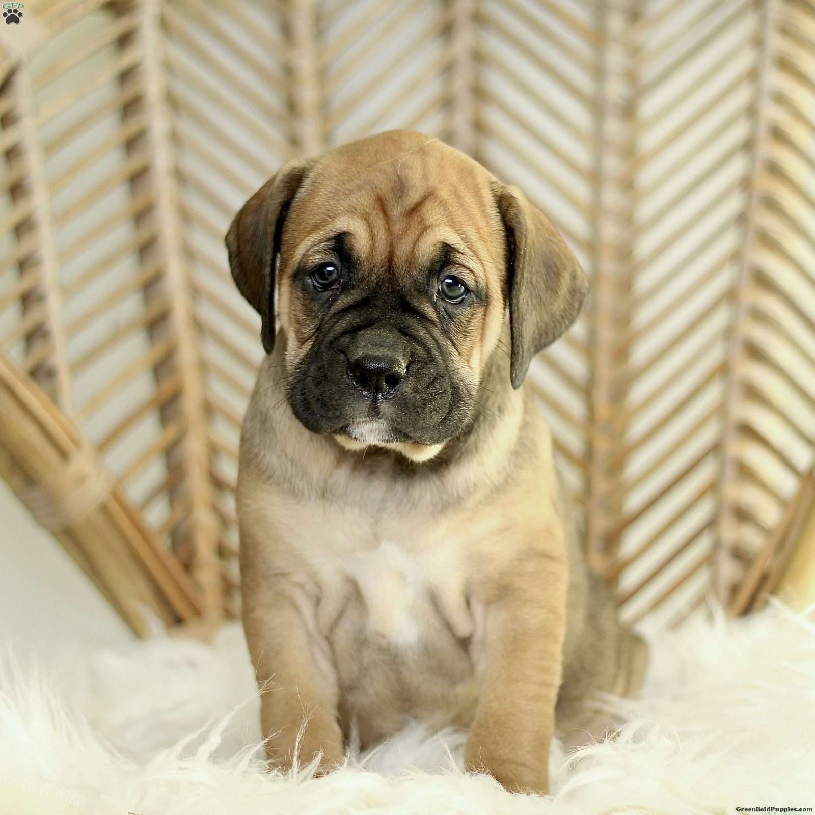 Boxador Puppies For Adoption