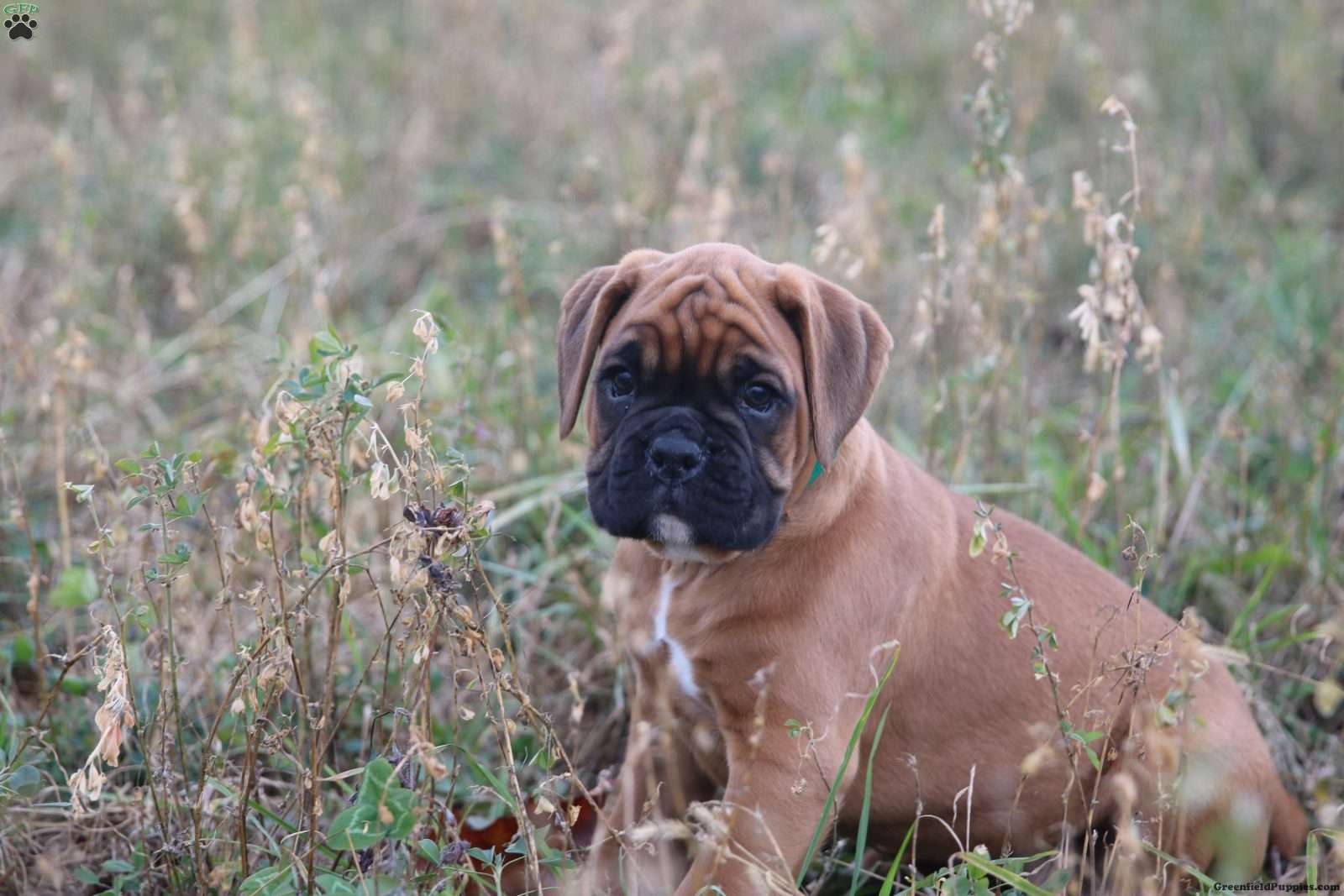 Mastiff Boxer Puppies
