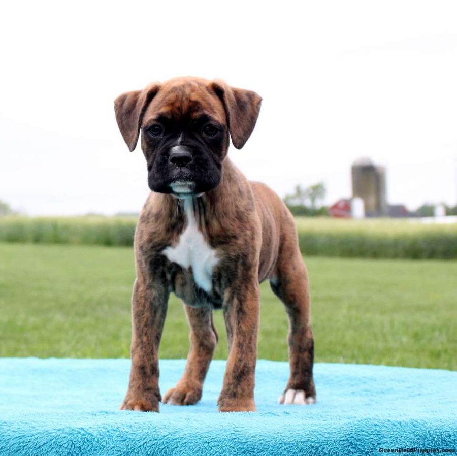 Boxer Puppies For Sale - Greenfield Puppies