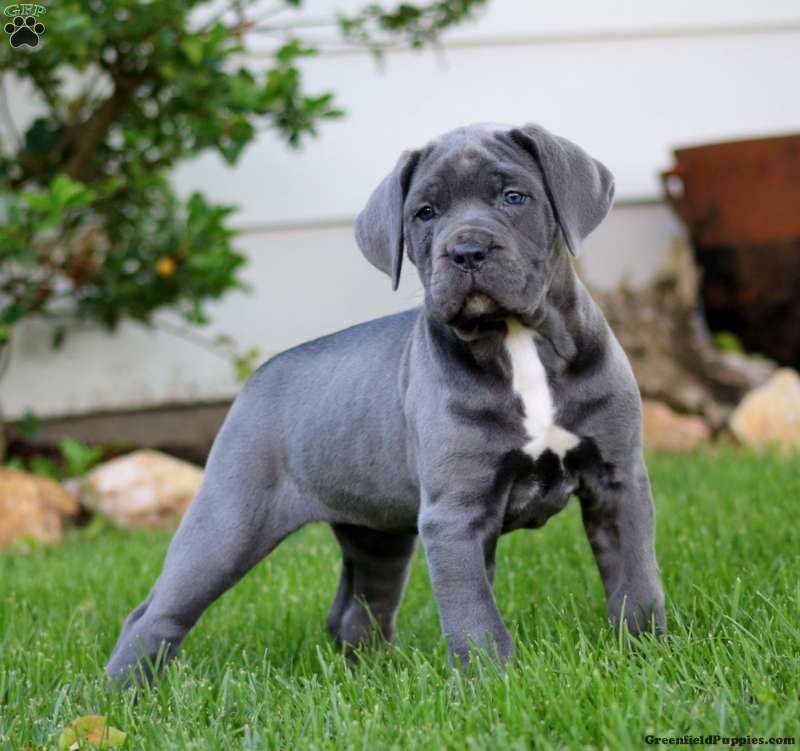 Cane Corso Blue Puppy