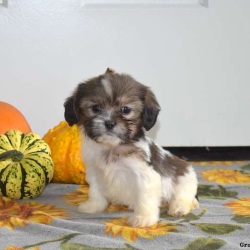 Cava-Tzu Puppies For Sale | Greenfield Puppies