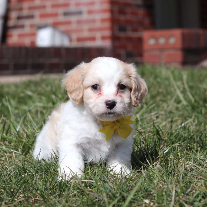 Cavachon Puppies For Sale | Greenfield Puppies