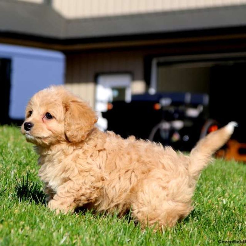 Cavachon Puppies For Sale - Greenfield Puppies