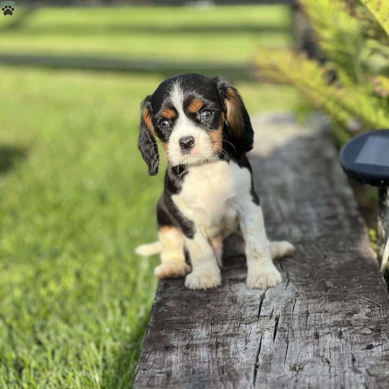 Cavalier King Charles Mix Puppies For Sale | Greenfield Puppies