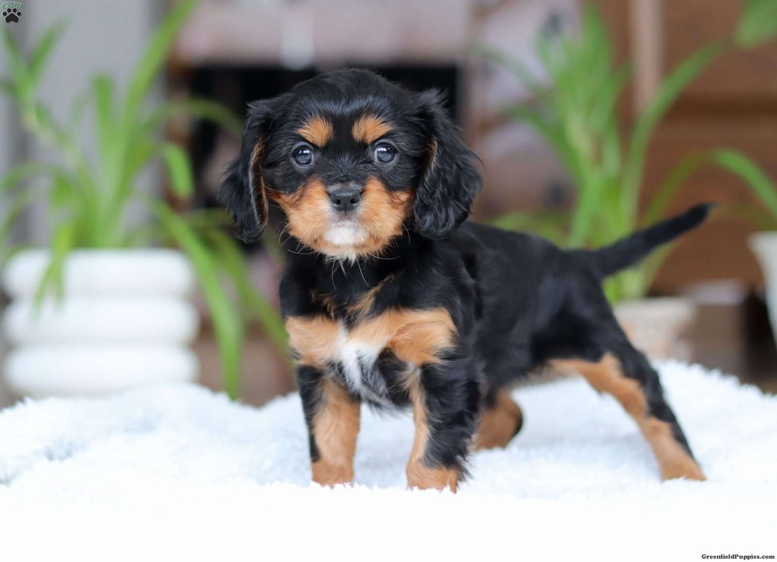 King Charles Cavalier Puppies Black And Tan