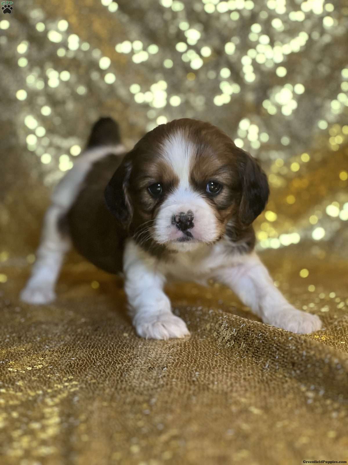 King Charles Puppies Cavalier King Charles Spaniel Puppy Ruby Boy