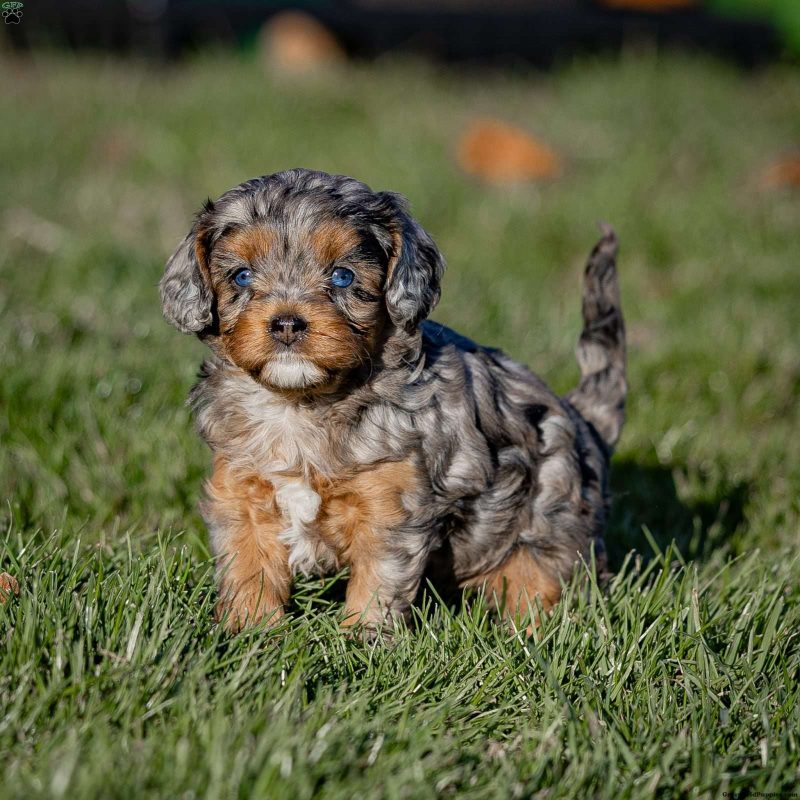 Cavapoo Puppies For Sale - Greenfield Puppies