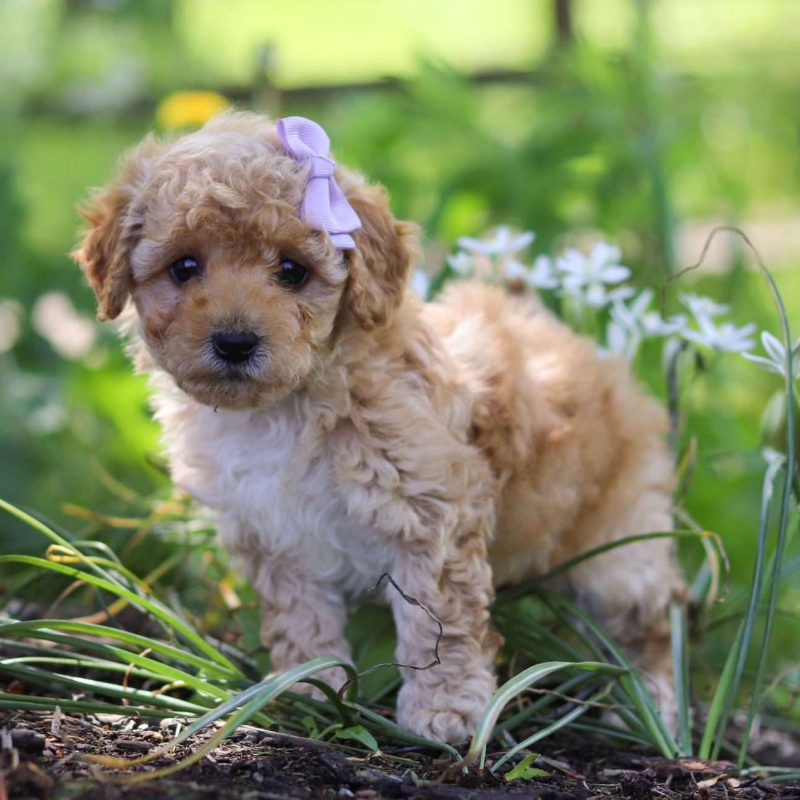 Cavapoo Puppies For Sale - Greenfield Puppies