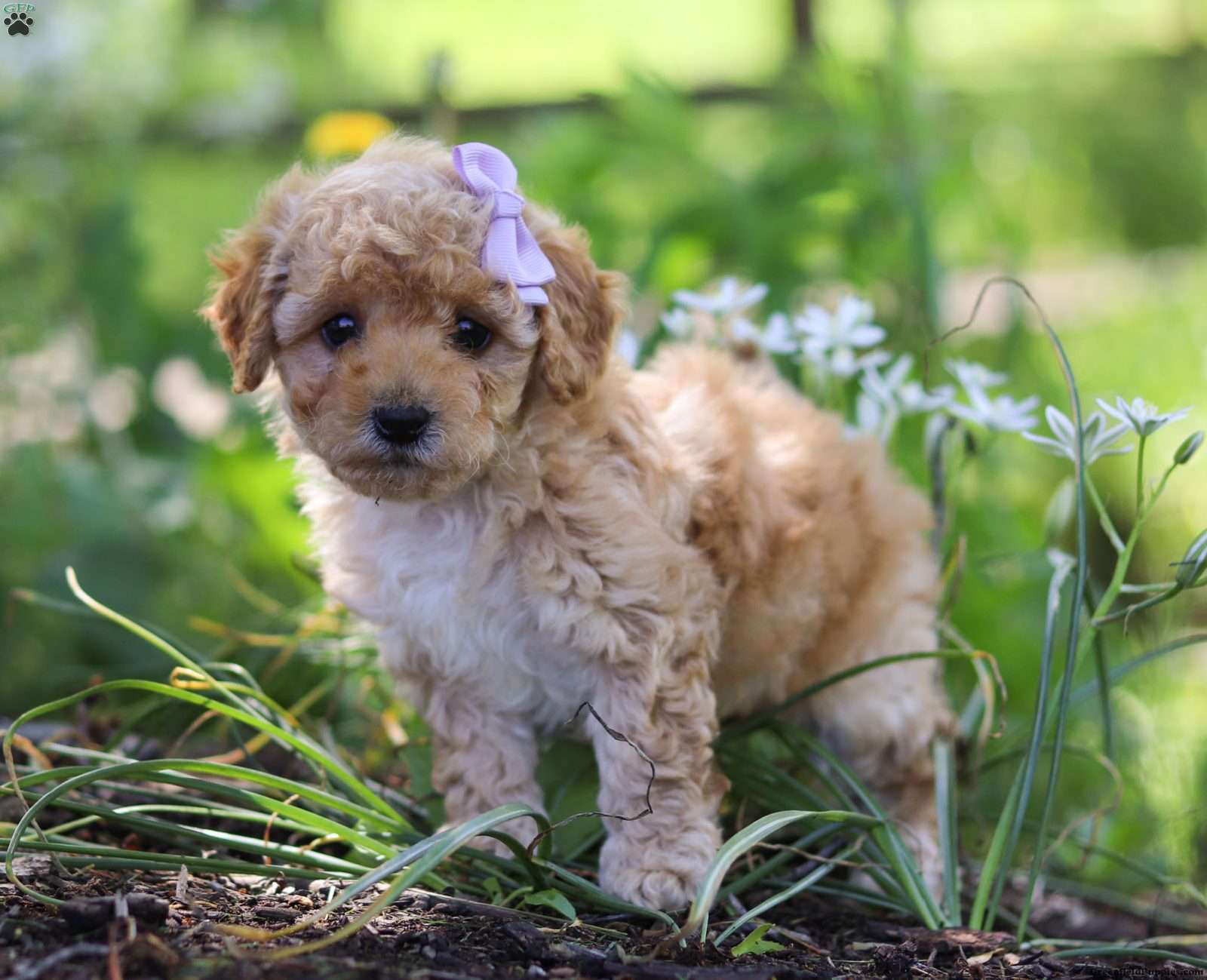 Forever Puppies for Sale | Greenfield Puppies