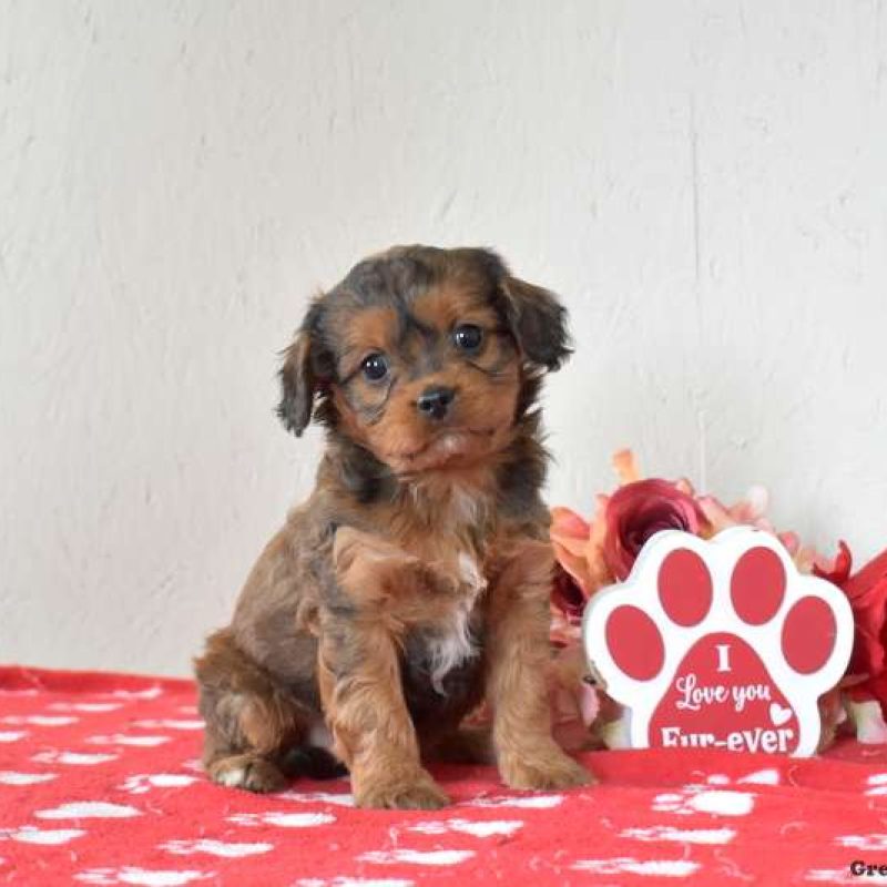 Cavapoo Puppies For Sale - Greenfield Puppies