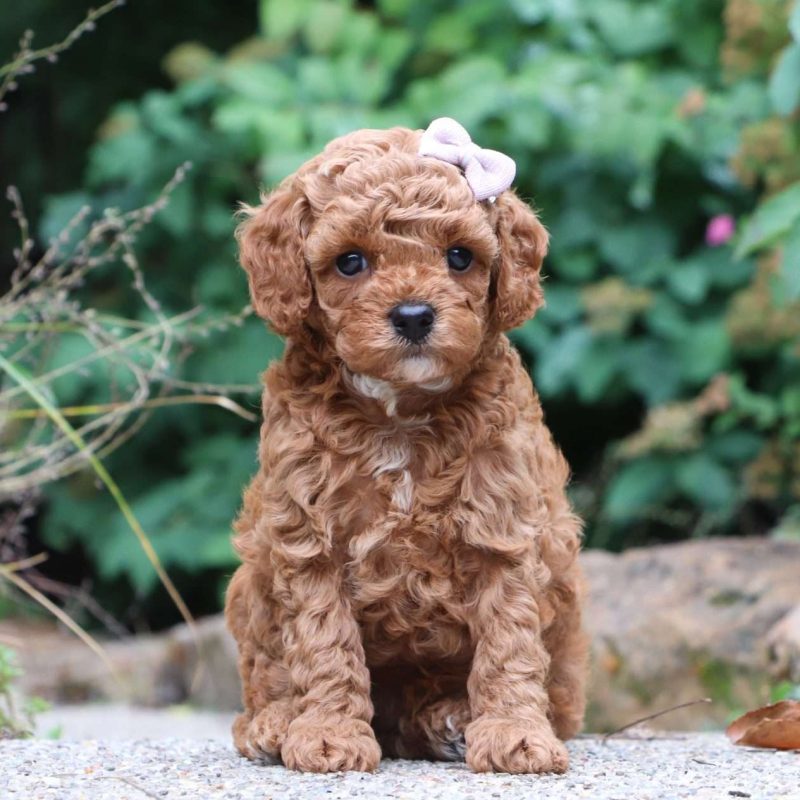 Cavapoo Puppies For Sale - Greenfield Puppies