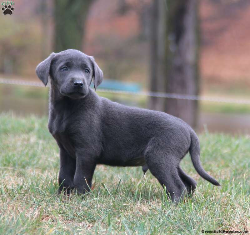 Silver Labrador Retriever Puppies For Sale - Greenfield Puppies
