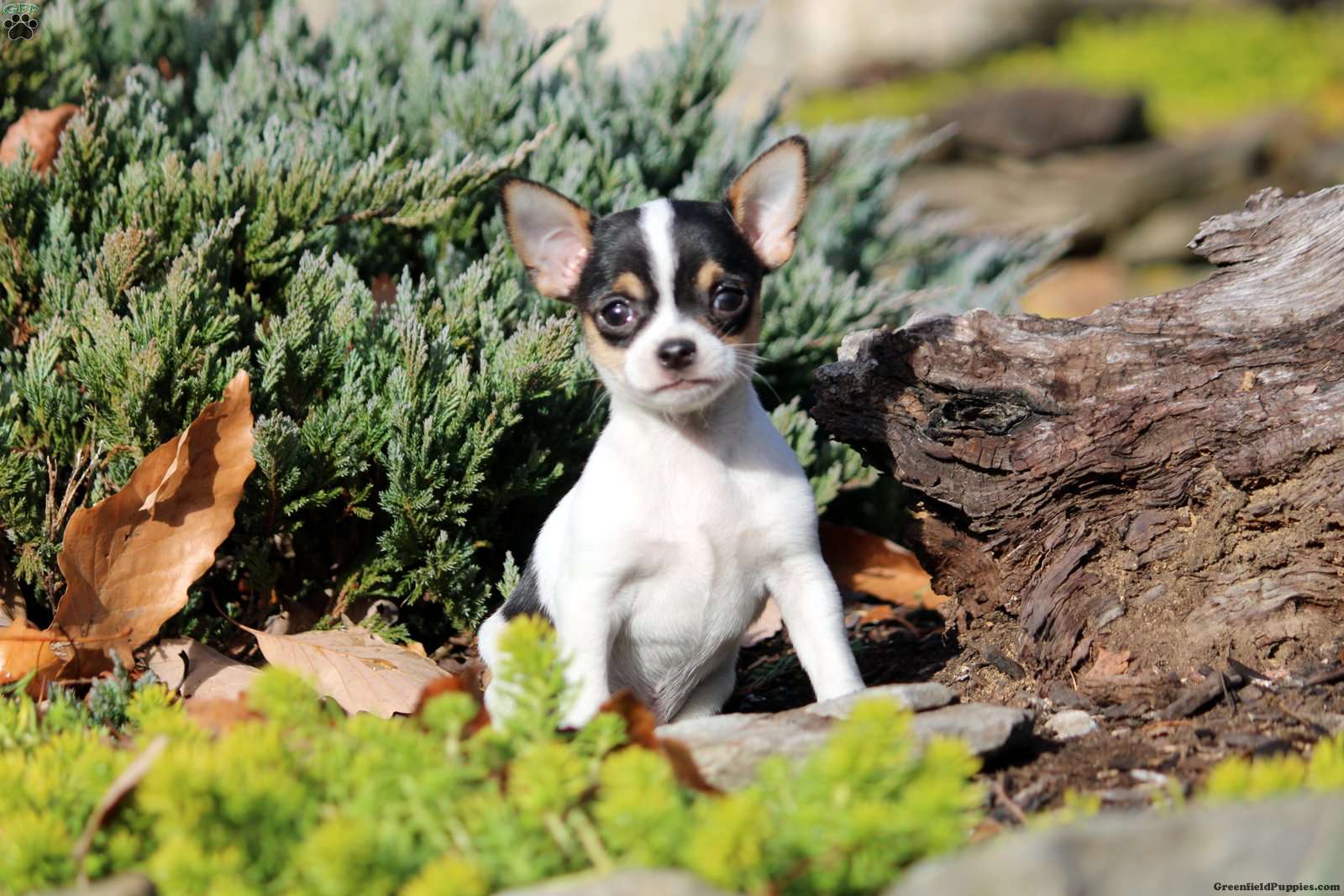 Sandy Teacup Chihuahua Puppies Sandy & Tortola, Bonded Chihuahuas