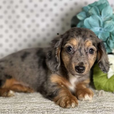 Chiweenie Puppies For Sale - Greenfield Puppies