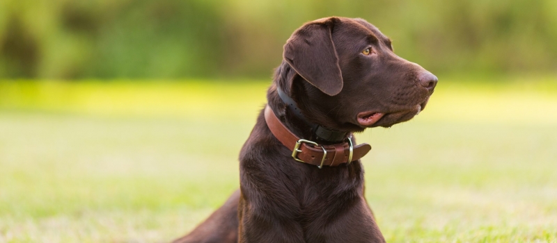 Chocolate Labrador Retriever Puppies for Sale - Greenfield Puppies