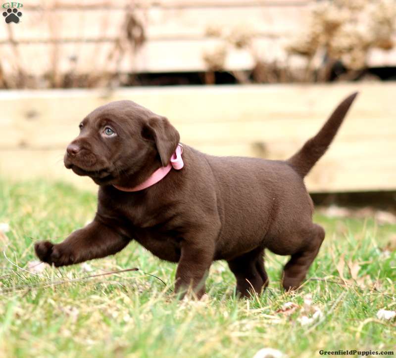 Chocolate Labrador Retriever Puppies for Sale - Greenfield Puppies
