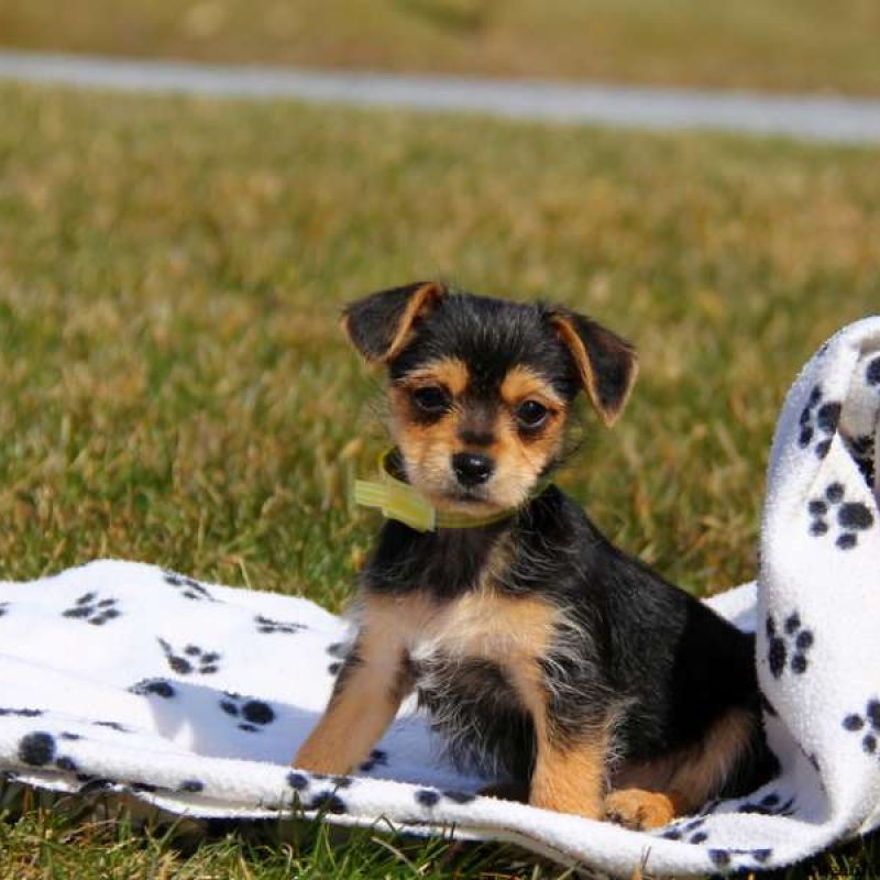 Chorkie Puppies For Sale | Greenfield Puppies