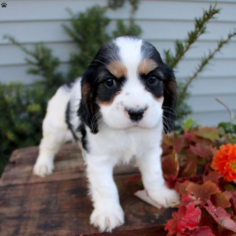Cockalier Puppies For Sale | Greenfield Puppies