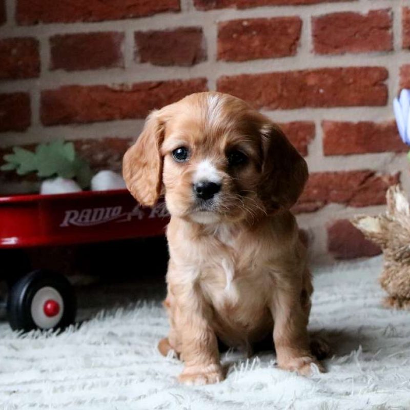 Cockalier Puppies For Sale | Greenfield Puppies