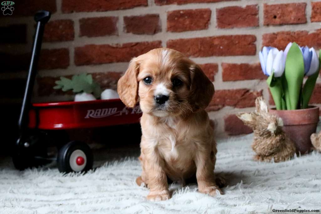 Cockalier Puppies For Sale | Greenfield Puppies
