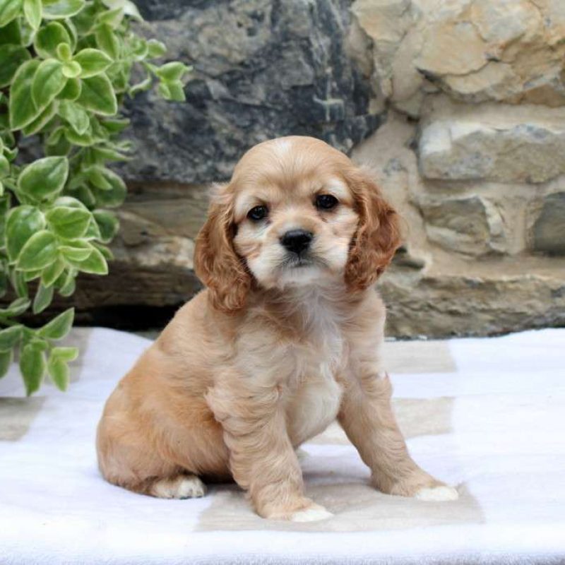 Cockalier Puppies For Sale | Greenfield Puppies