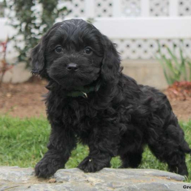 Cockapoo Puppies for Sale - Greenfield Puppies