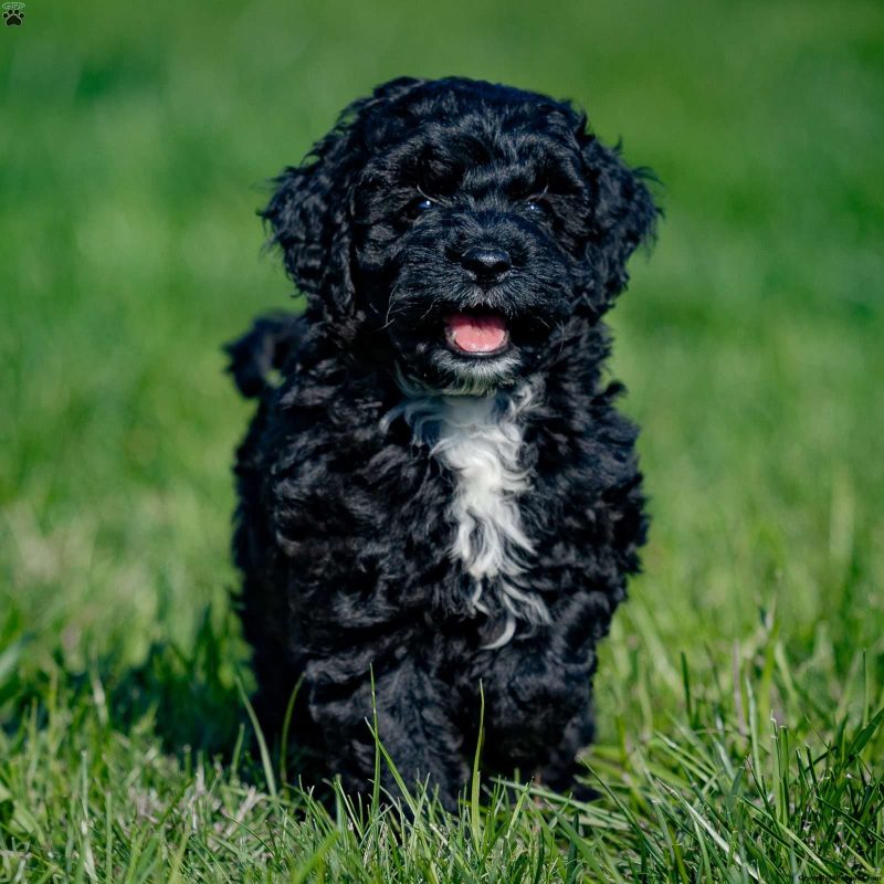 Cockapoo Puppies for Sale - Greenfield Puppies