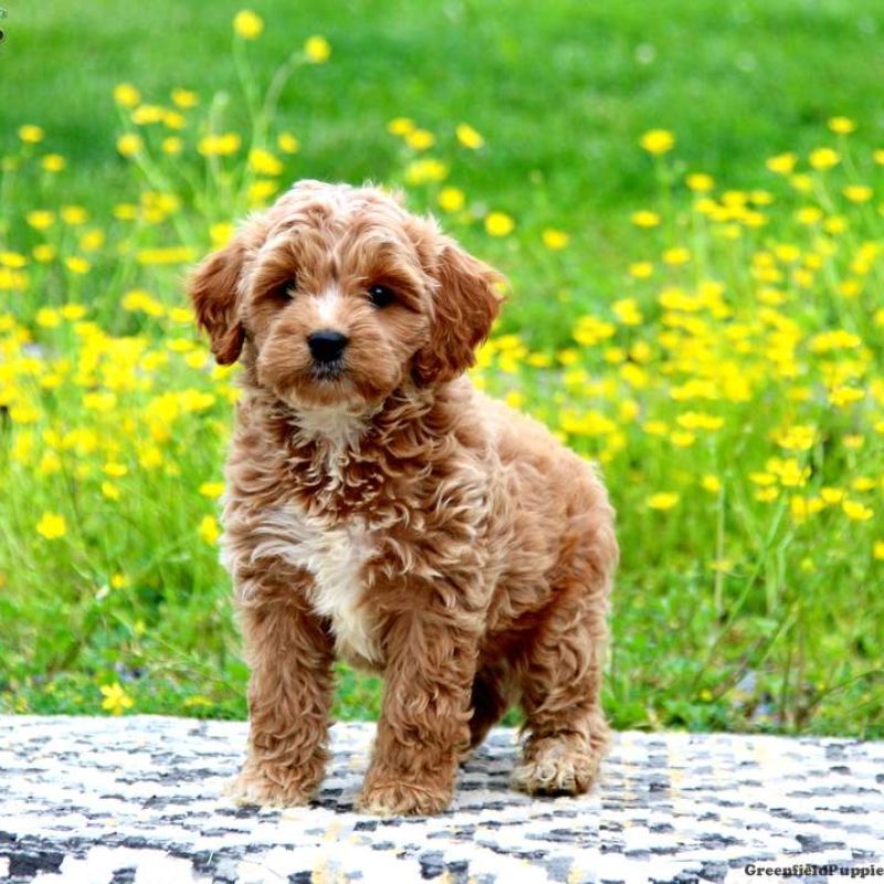 Cockapoo Puppies for Sale - Greenfield Puppies