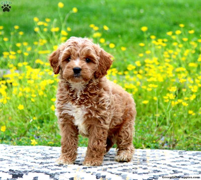 Forever Puppies for Sale | Greenfield Puppies