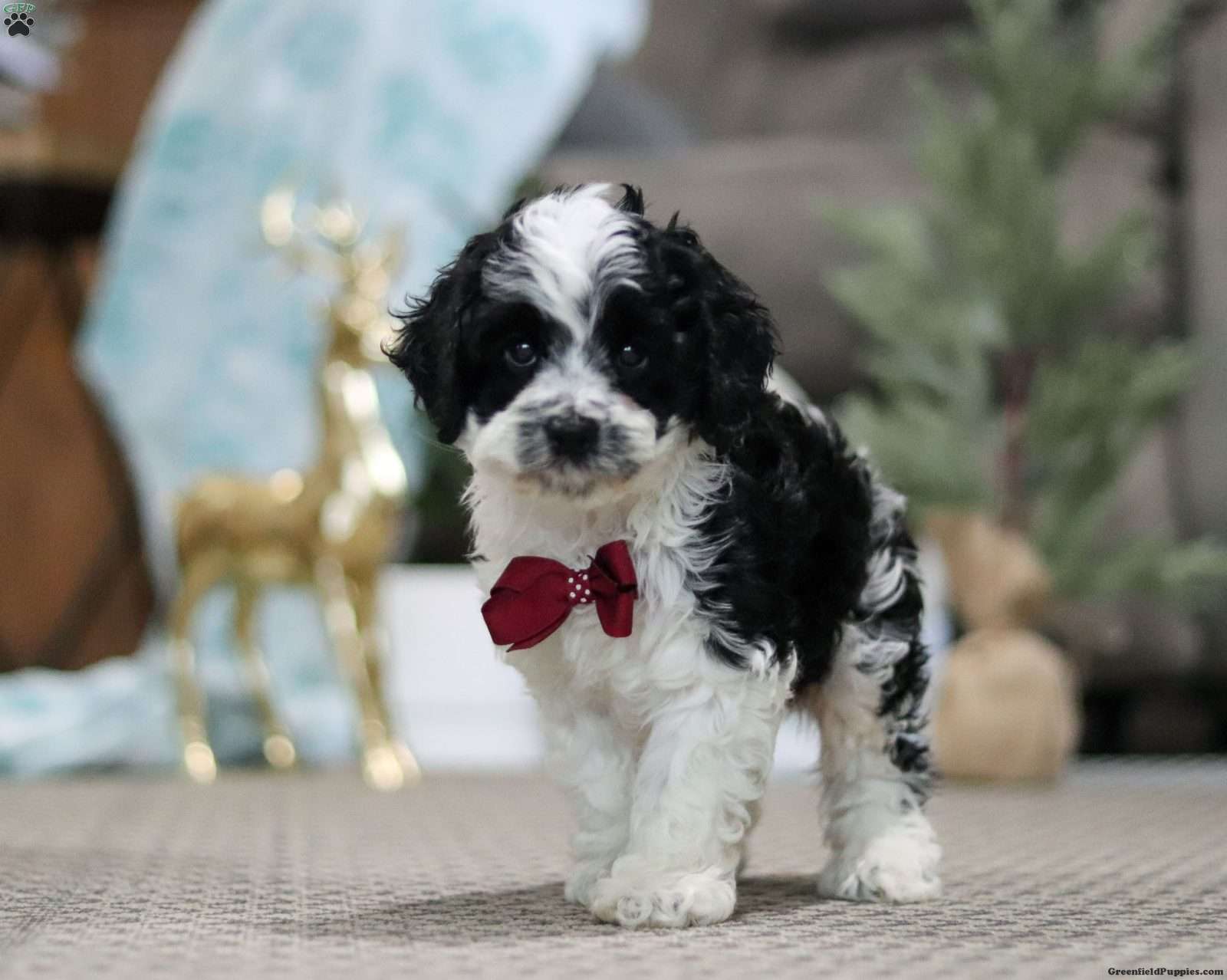 Forever Puppies for Sale | Greenfield Puppies