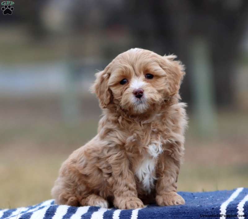 Cockapoo Puppies for Sale - Greenfield Puppies