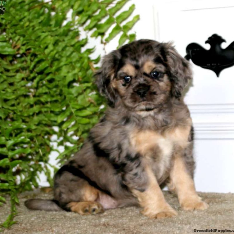 Cocker Spaniel Mix Puppies For Sale | Greenfield Puppies