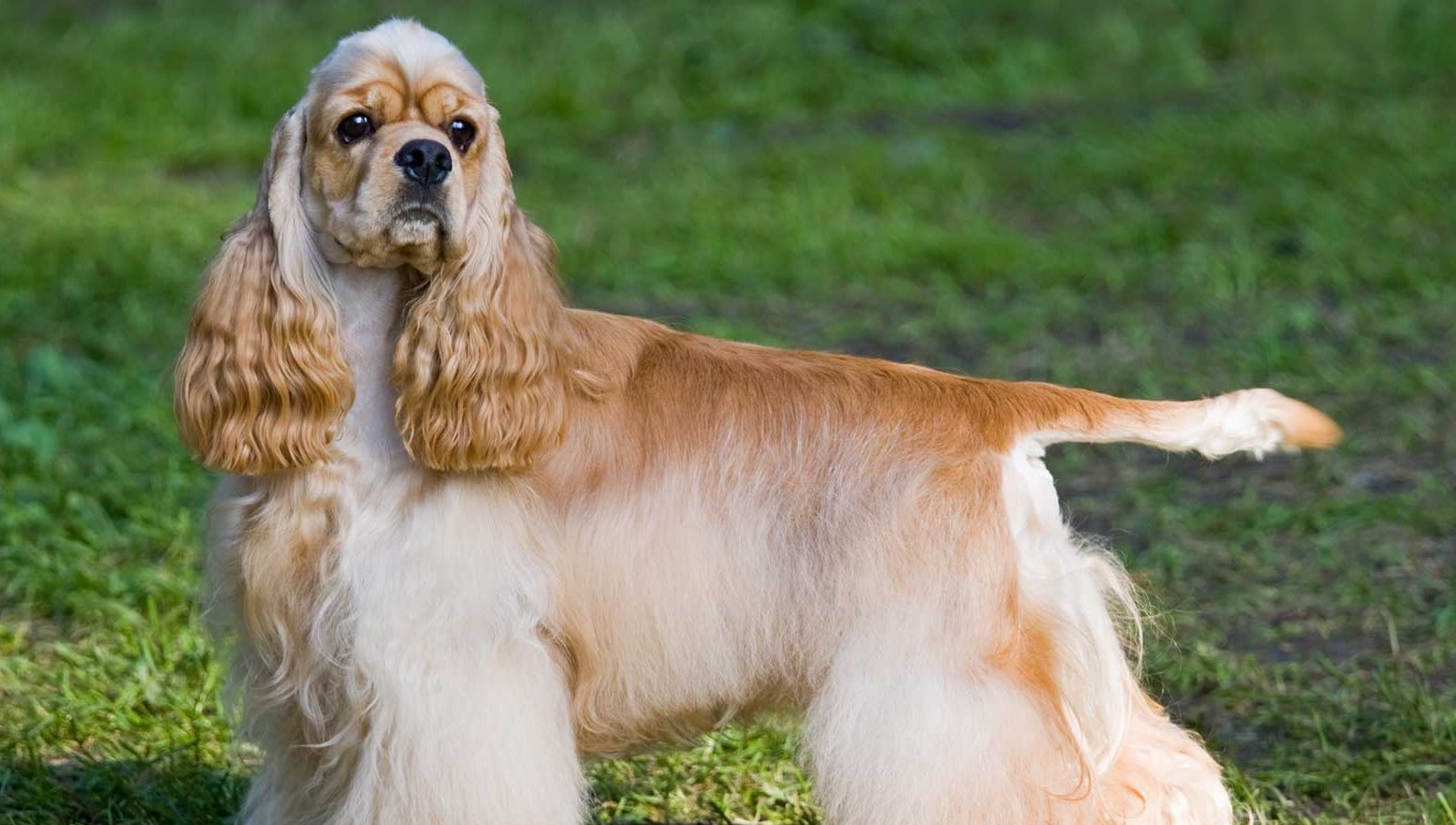 Cocker Spaniel Puppies For Sale Greenfield Puppies