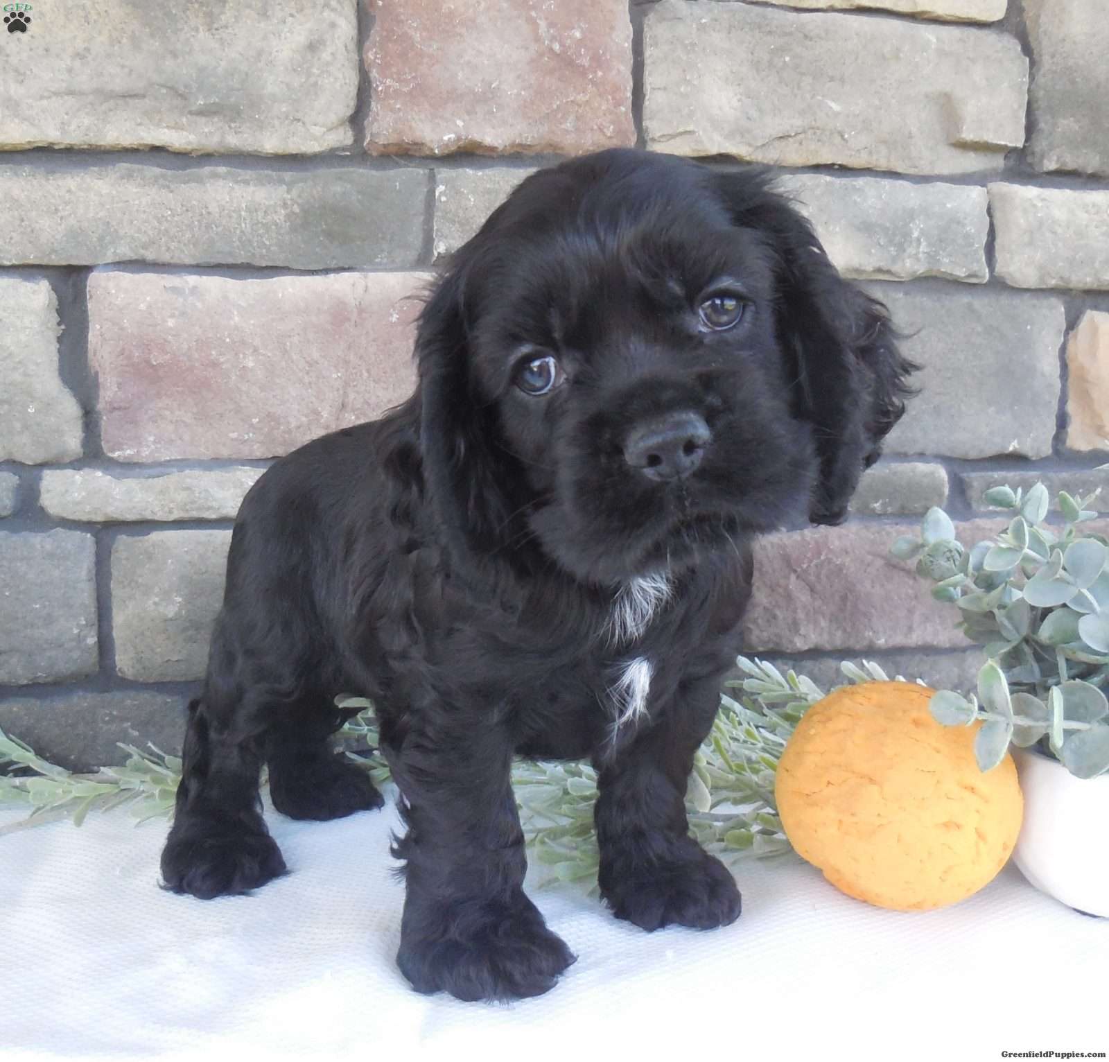 Cocker Spaniel Mix Puppies For Sale | Greenfield Puppies