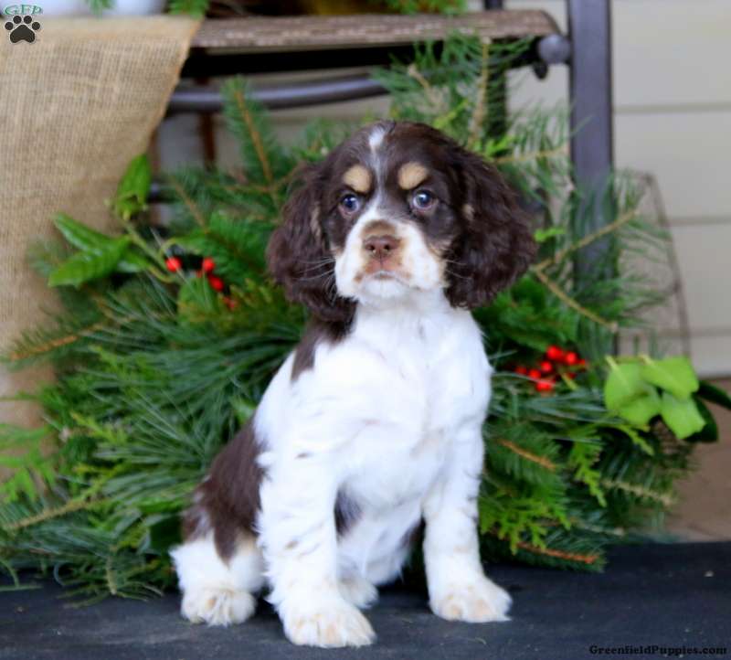 Cocker Spaniel Mix Puppies For Sale | Greenfield Puppies