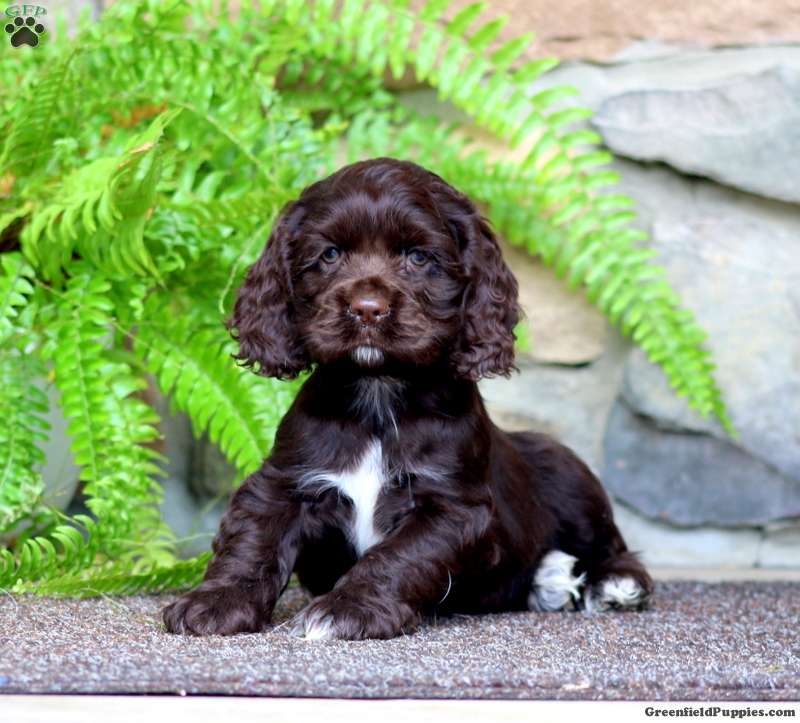 Cocker Spaniel Mix Puppy