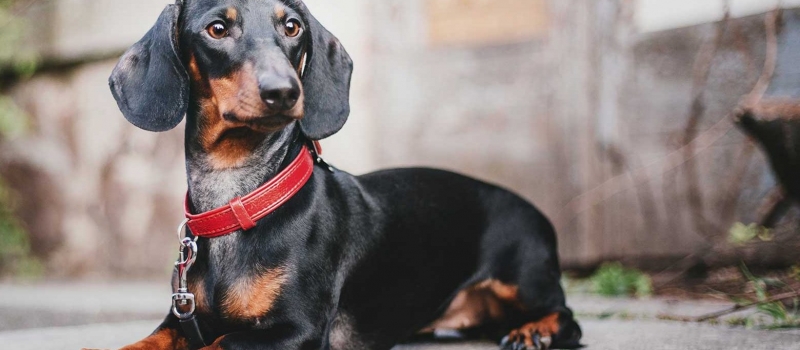 Dachshund Puppies For Sale - Greenfield Puppies