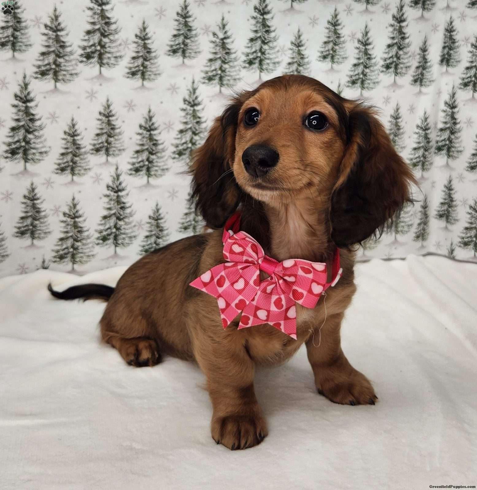 Brown Dachshund Puppies Dachshund Puppy Images – Browse 197,947