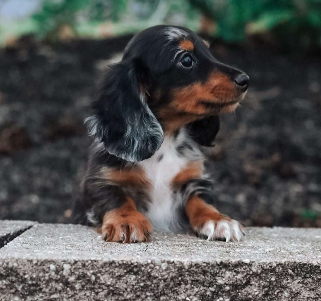 Dachshund Puppies For Sale - Greenfield Puppies