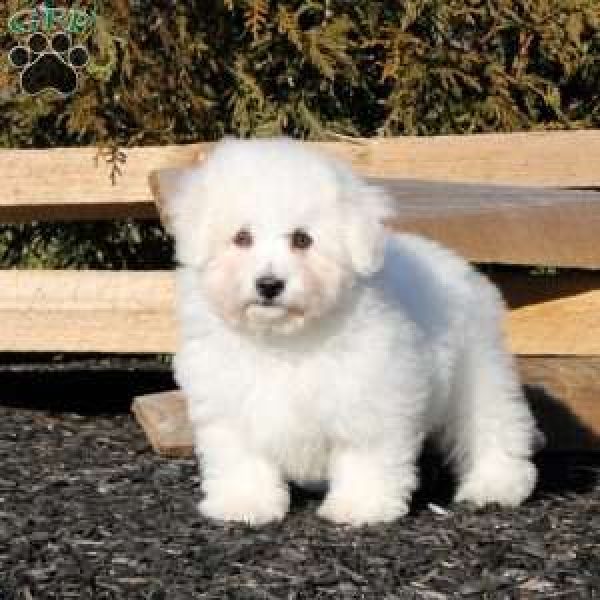 View & Explore All Dog Breeds | Greenfield Puppies