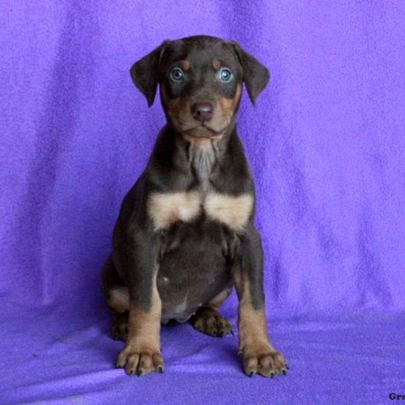 Doberman Mix Puppies For Sale | Greenfield Puppies