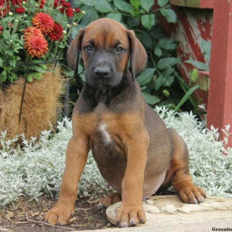 Doberman Mix Puppies For Sale | Greenfield Puppies