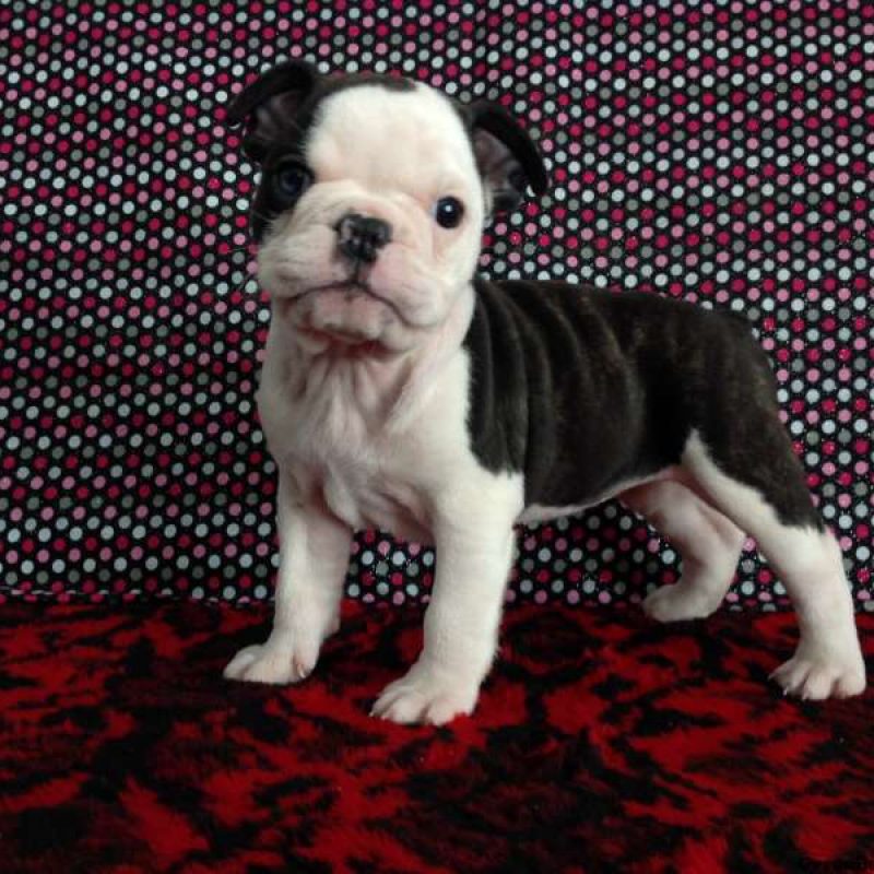 English Boston-Bulldog Puppies For Sale | Greenfield Puppies