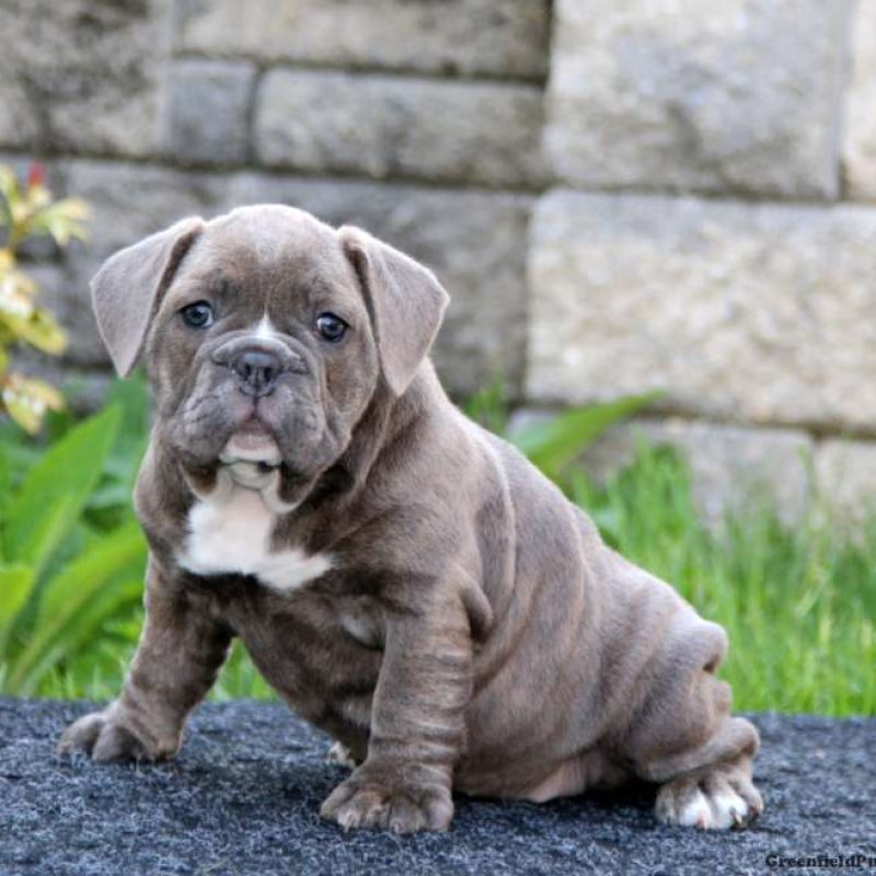 English Bulldog Mix Puppies For Sale | Greenfield Puppies