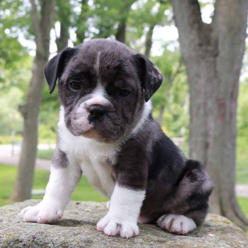 English Bulldog Mix Puppies For Sale | Greenfield Puppies