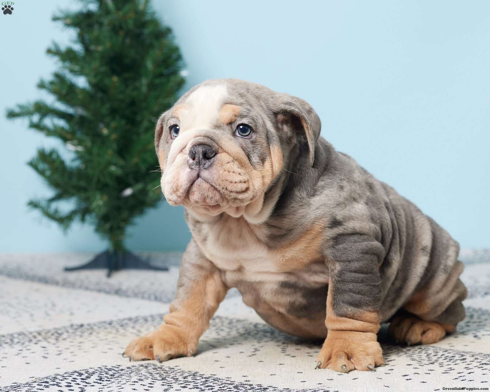 English Bulldog Puppy