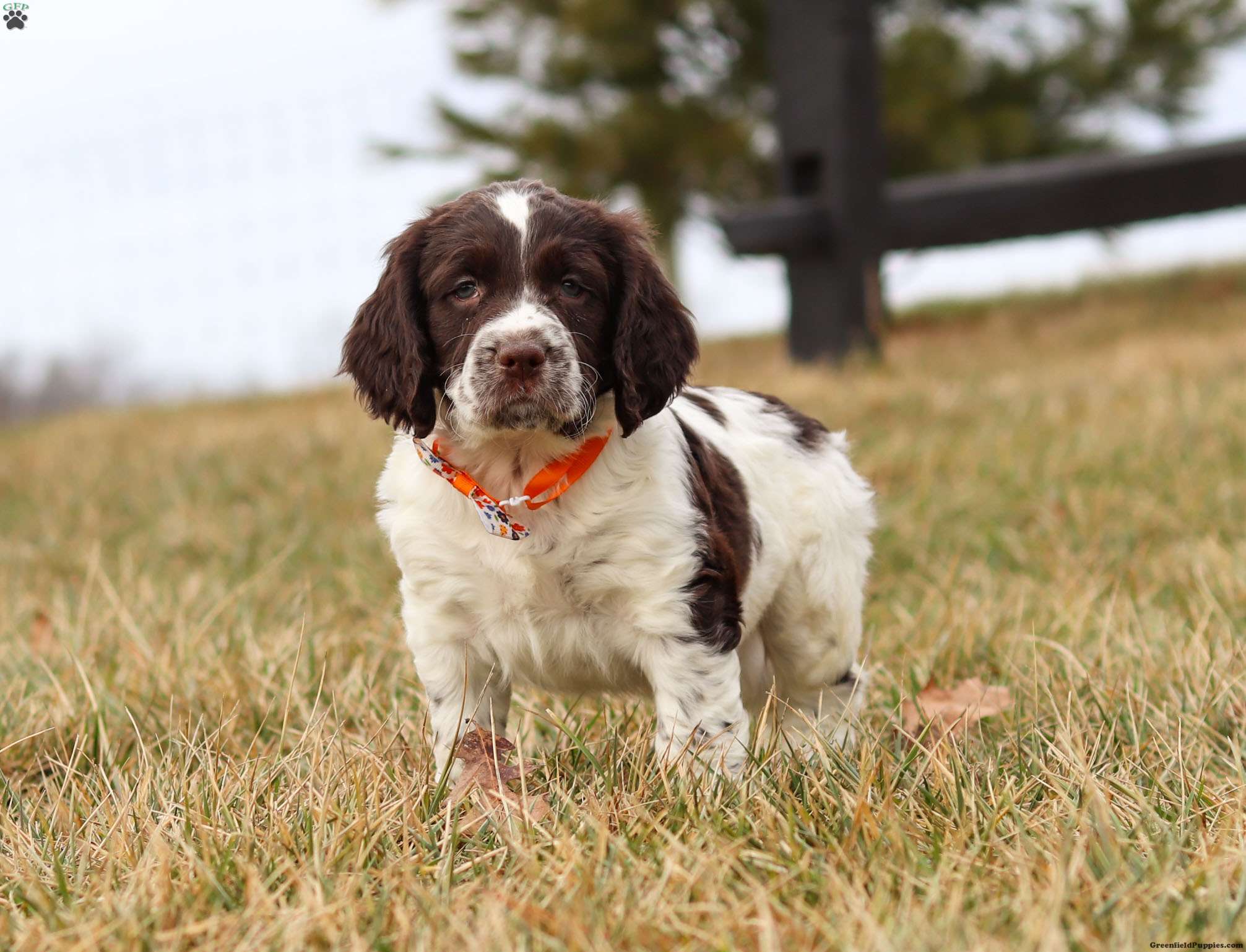 Springer Spaniel Golden Retriever Mix Puppies