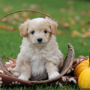 Eskipoo Puppies For Sale | Greenfield Puppies